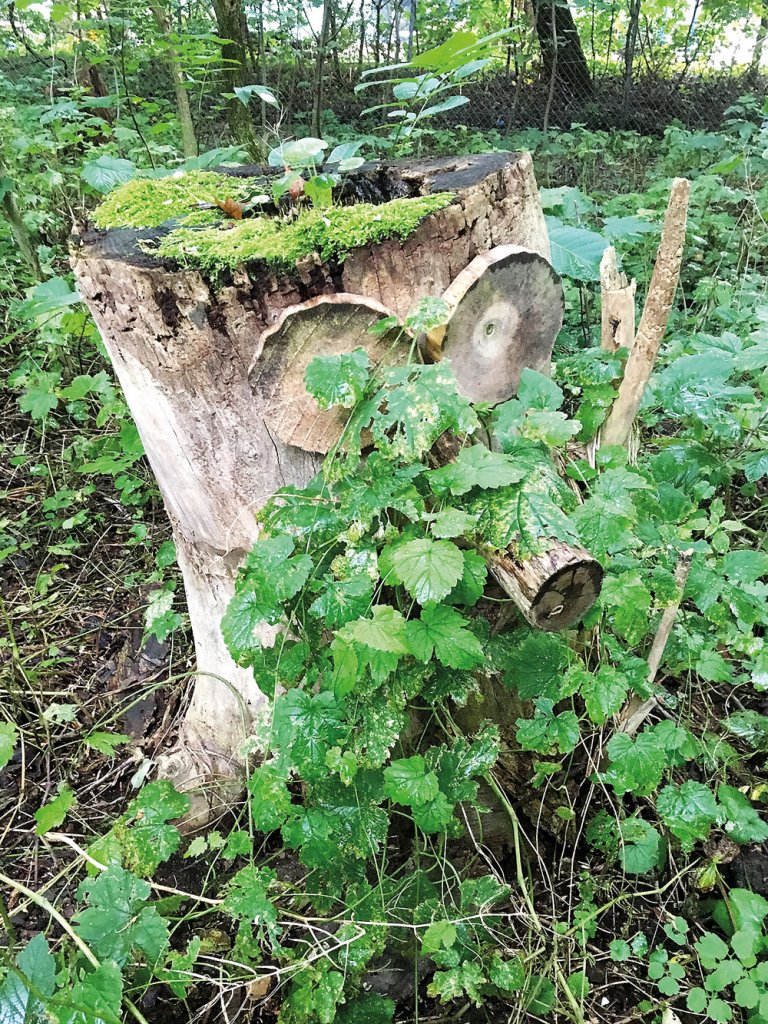 Baumkobolde … mit Spaß zum Nachdenken anregen. › Stadtteilzentrum ...